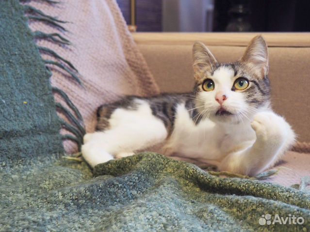 Котенок в добрые ручки