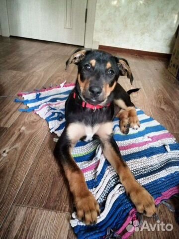 Щенок добрый верный друг