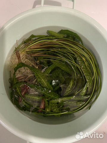 Криптокорина апоногетонолистная