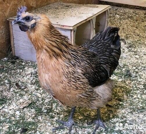 Лкеданзи семья