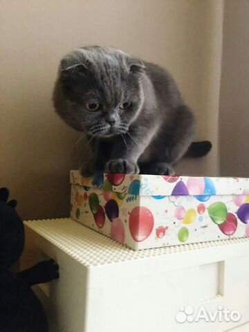 Лилу ищет дом