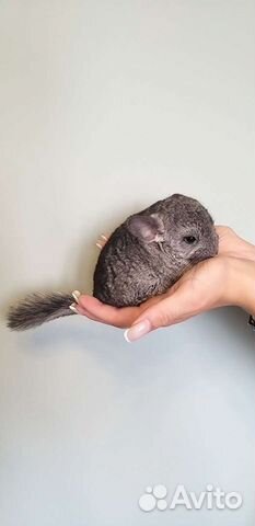 Шиншилла