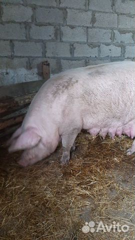 Поросята см + пьетрен