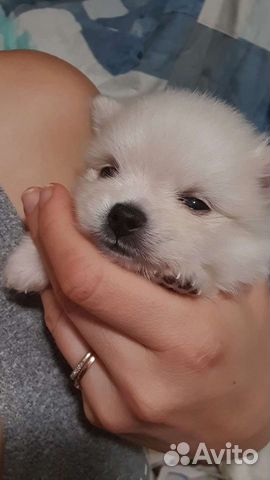 Собака, шпиц, щенок, девочка