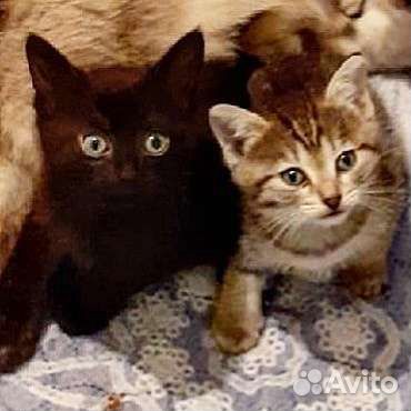 Котята в добрые руки даром 2 месяца