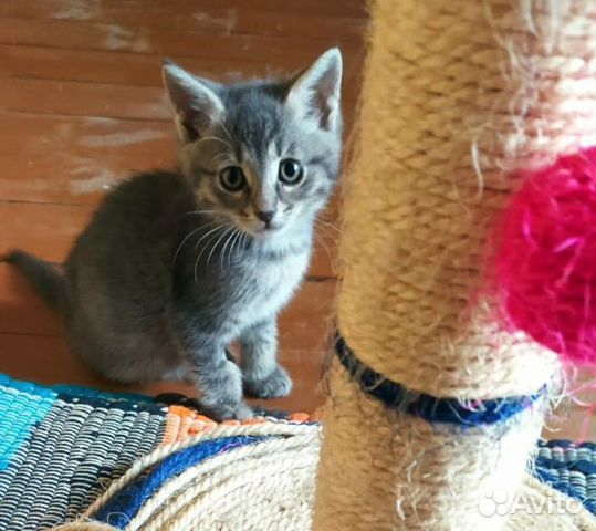 Котенок цвета вискас
