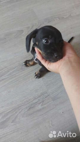 Помесь таксы с тойтерьером