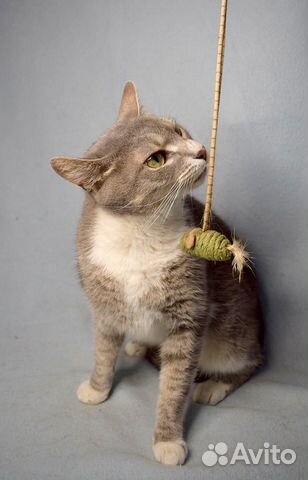 Кошечка Кэти в добрые руки