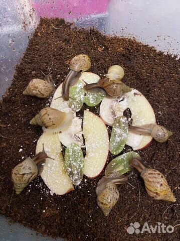 Улитки ахатины сухопутные