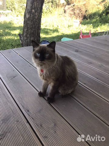 Кошка