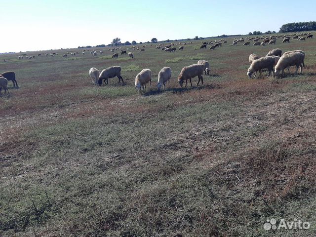 Матки переярки