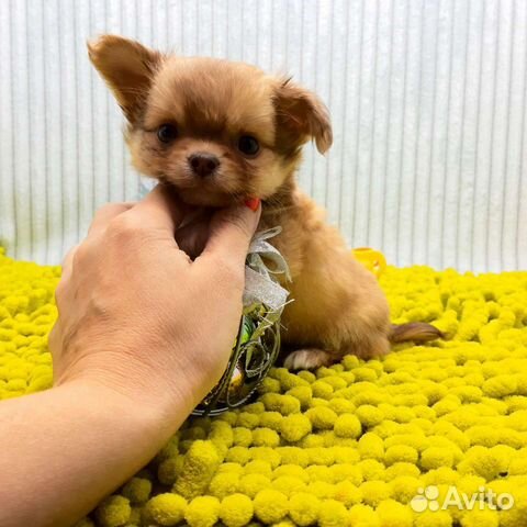 Мини мальчуган чихуа