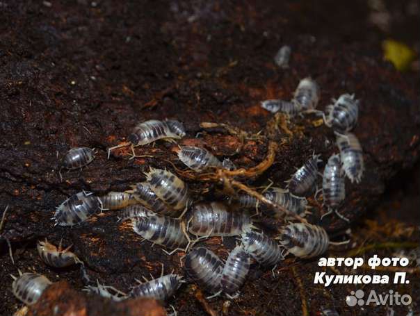 Мокрицы коровки, кивсяки индонезия