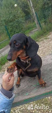 Такса бесплатно