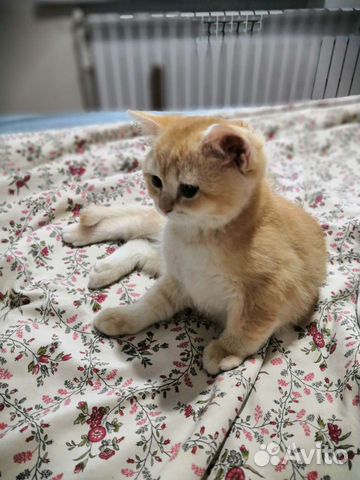Солнечный осенний Рыжик