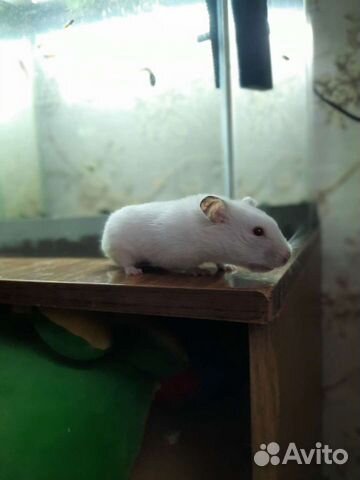 Серийский хомяк