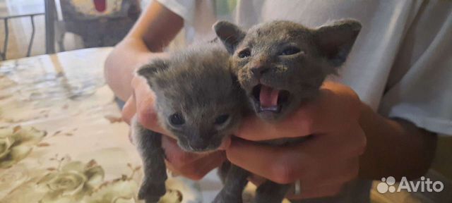 Котята сфинкс браш и велюр