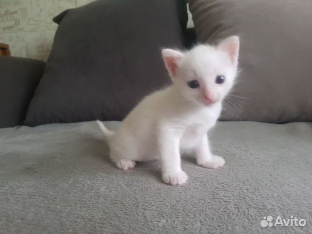 Белоснежный котенок мальчик