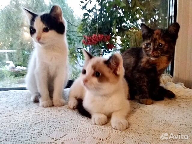 Все дети мира плачут на одном языке. Котятам очень
