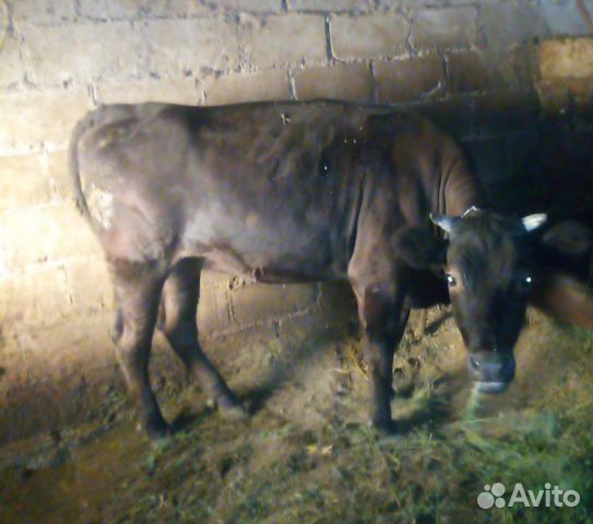 Телка 1,5мес на племя