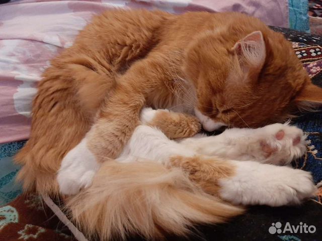 Бусенька ищет себе добрых хозяев)