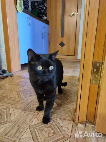 Котик Сэм
