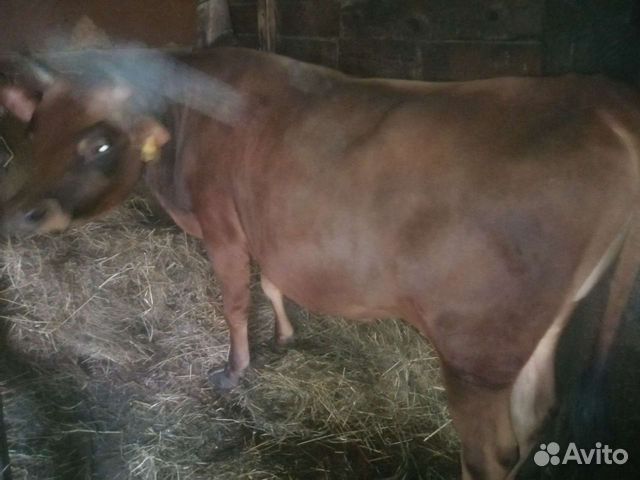 Джерсейский бык