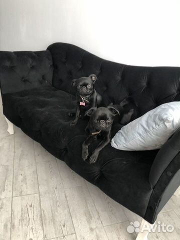 Вязка кобель Пти брабансон