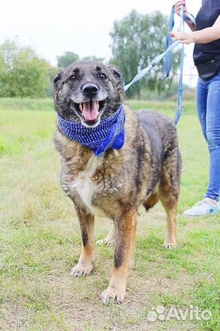 Собака-нянька ищет дом