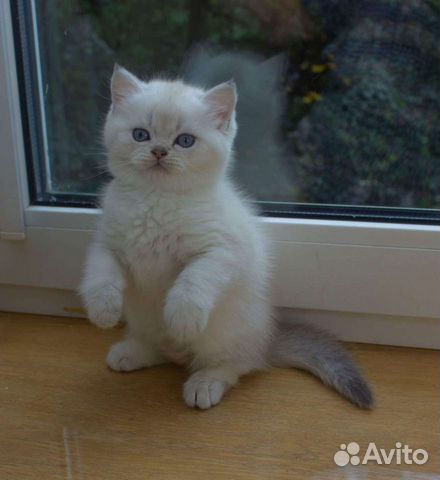Котик британской шиншиллы с васильковыми глазами