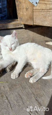 Белый котенок