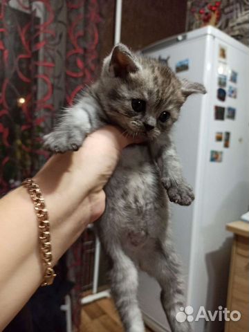 Шотландские котята