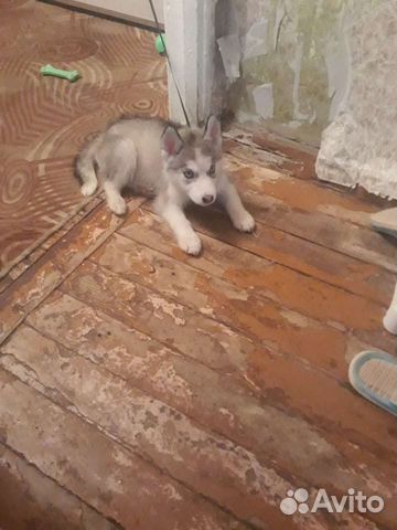 Собаки хаски щенки