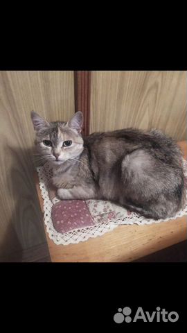 Кошка девочка (2,5 года)