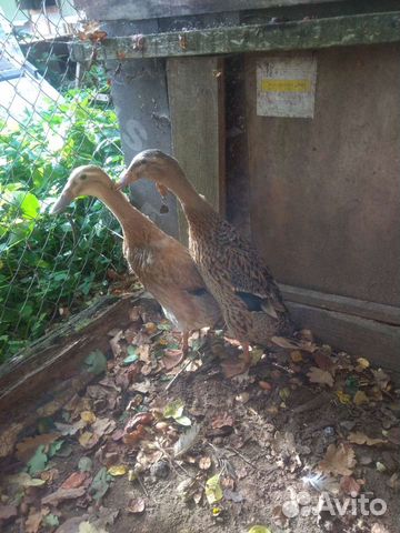 Утки Индийский бегунок. 2 шт. Продажа или обмен на