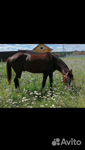 Продаётся лошадь