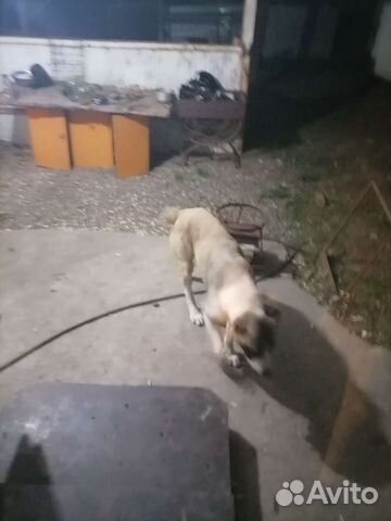 Кавзкая авчарка