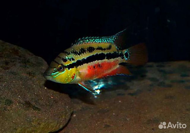 Цихлозома Сальвини