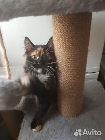 Котенок