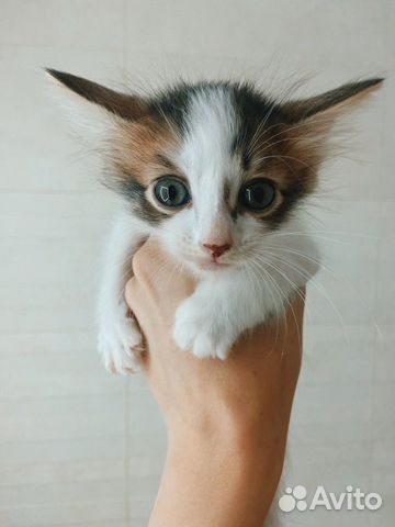 Котенок Лео в добрые руки