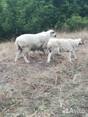 Овцы бараны ягнята