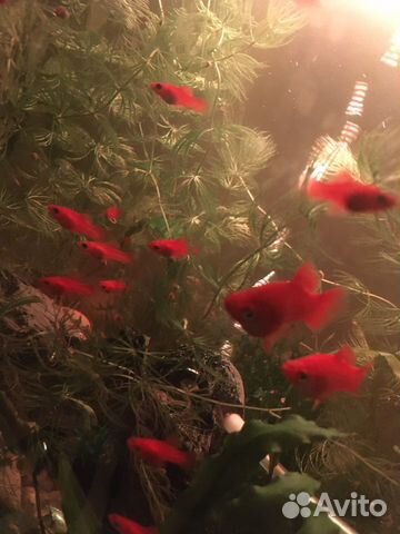 Рыбки меченосцы