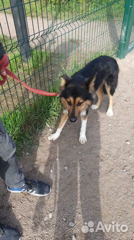 Собака в добрые руки