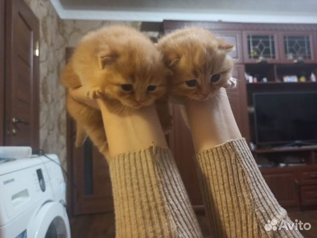 Котята