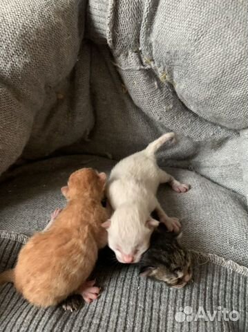 Котята в добрые руки бесплатно