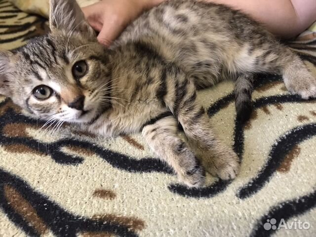 Бенгальские котята