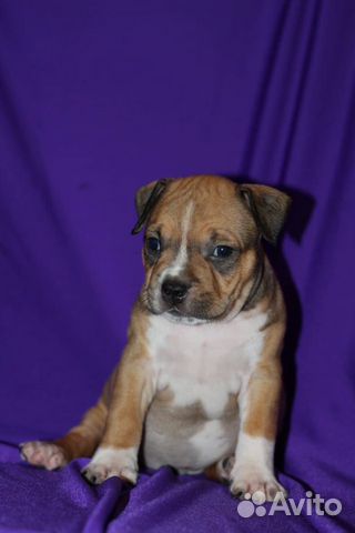 Стаффорды. Крутые пацаны ждут вас РКФ