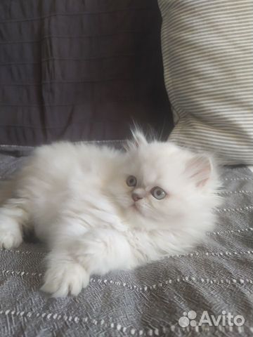 Гималайский котенок