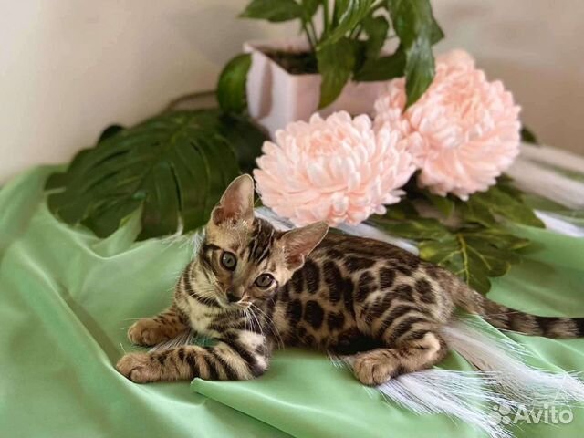 Бенгальские котята
