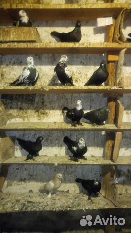 Голуби бойные